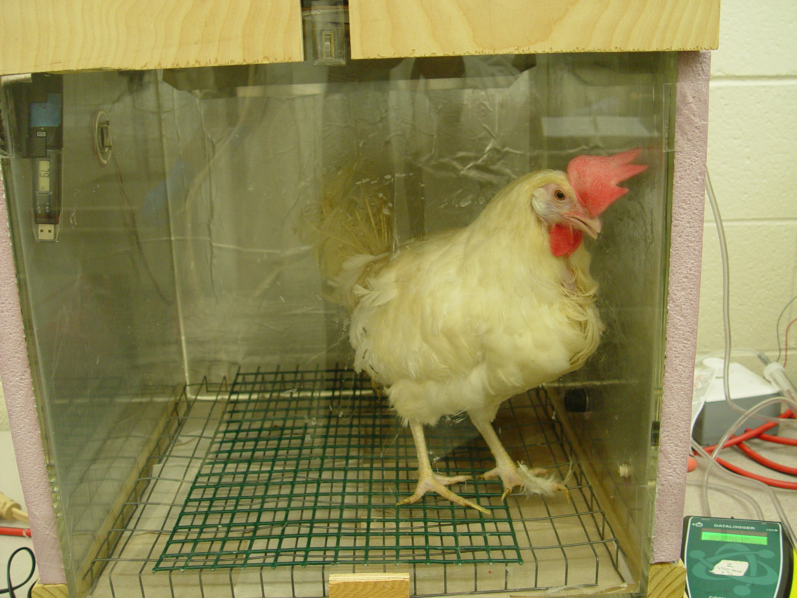 Horrific Experiments on Hens Conducted by Researchers in the Poultry ...